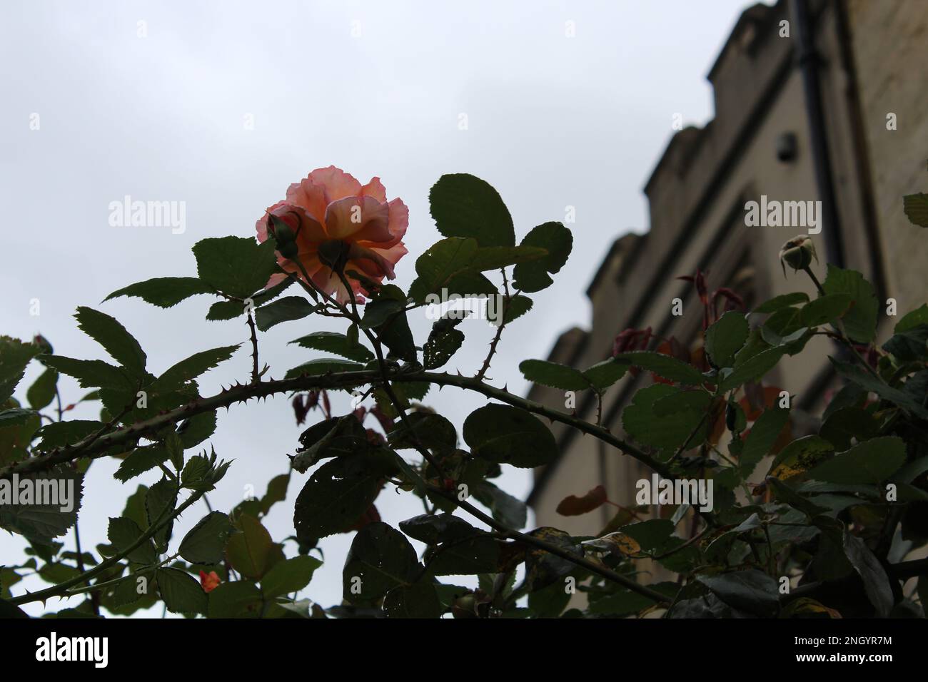 Low angle underside of pink rose in bloom with thorny stem and green ...
