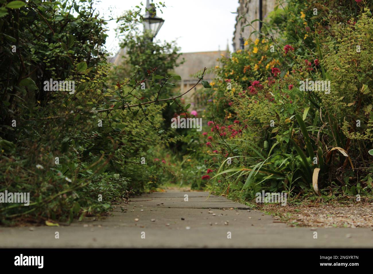Low level shot of gravel path through flowering bushes in garden and ...