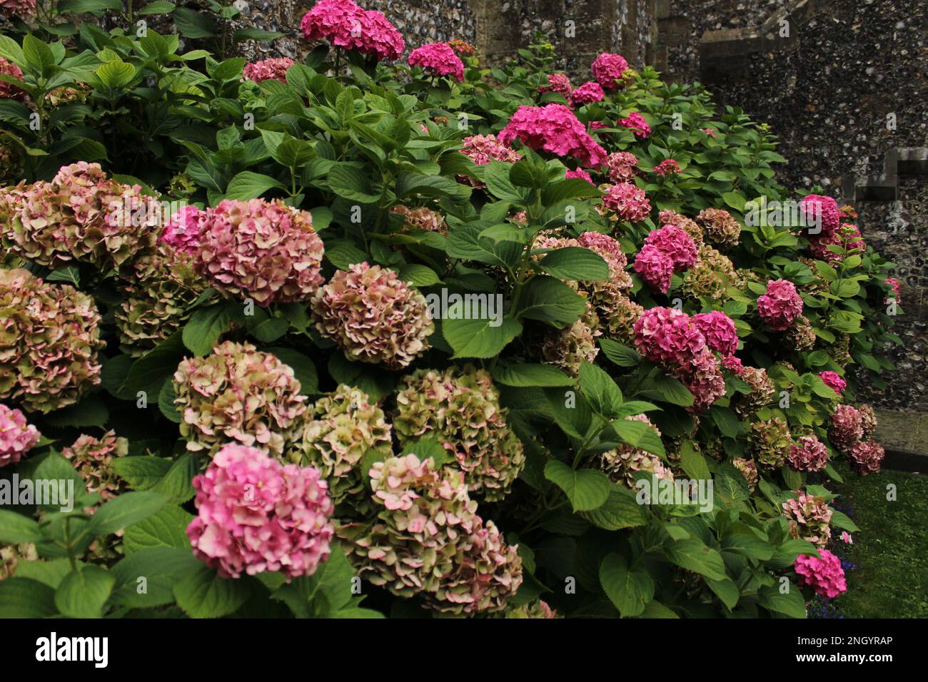 Pink Hydrangea Shrubs in full bloom inside Arundel Castle. Natural ...