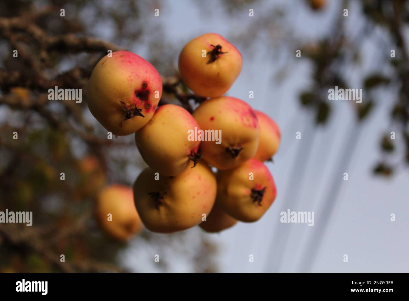 Cluster of branches hi-res stock photography and images - Alamy