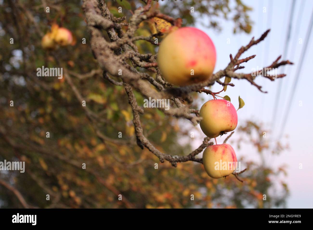 Three golden pinkish apples hanging from the end of an old, gnarled ...