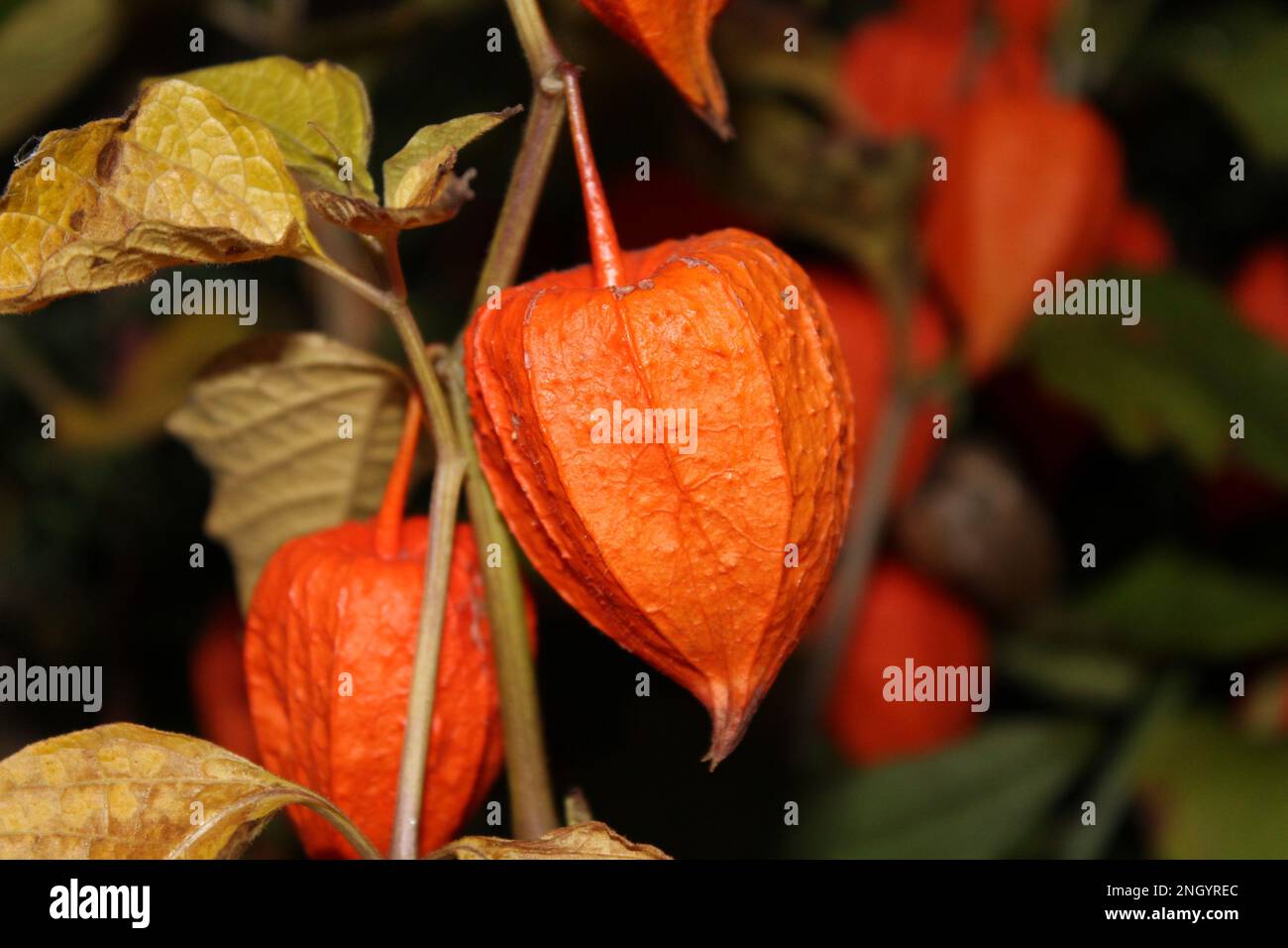 Bright orange Chinese Lantern (Physalis alkekengi) pods in fall ...