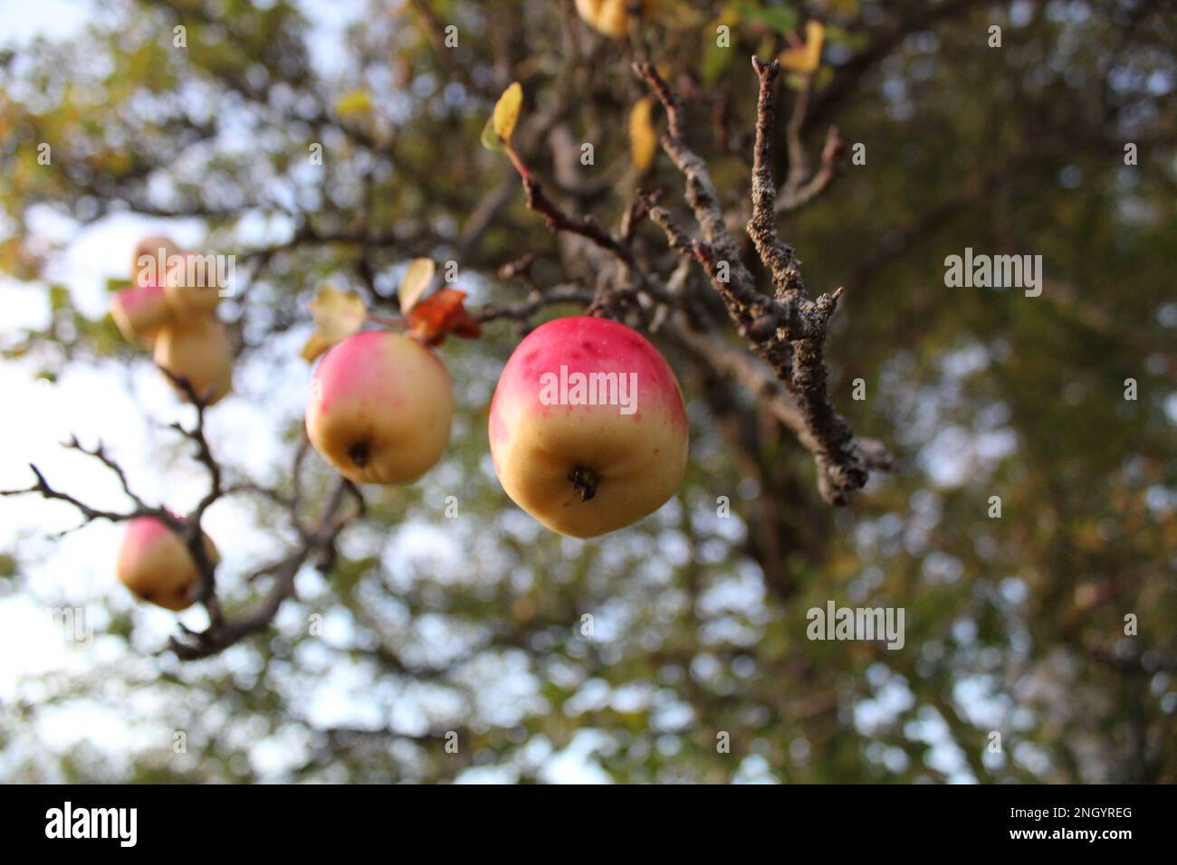 Overripe Organic Apples on a tree ready for harvesting. Seen at ...