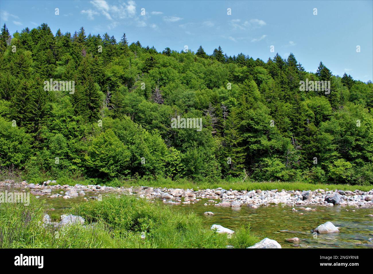 New forest national nature reserve hi-res stock photography and images ...