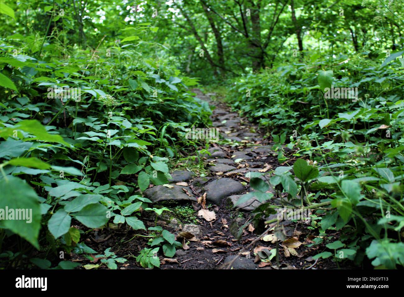 Low angle stony path through dense green underbrush. Concept background for forest path or ...