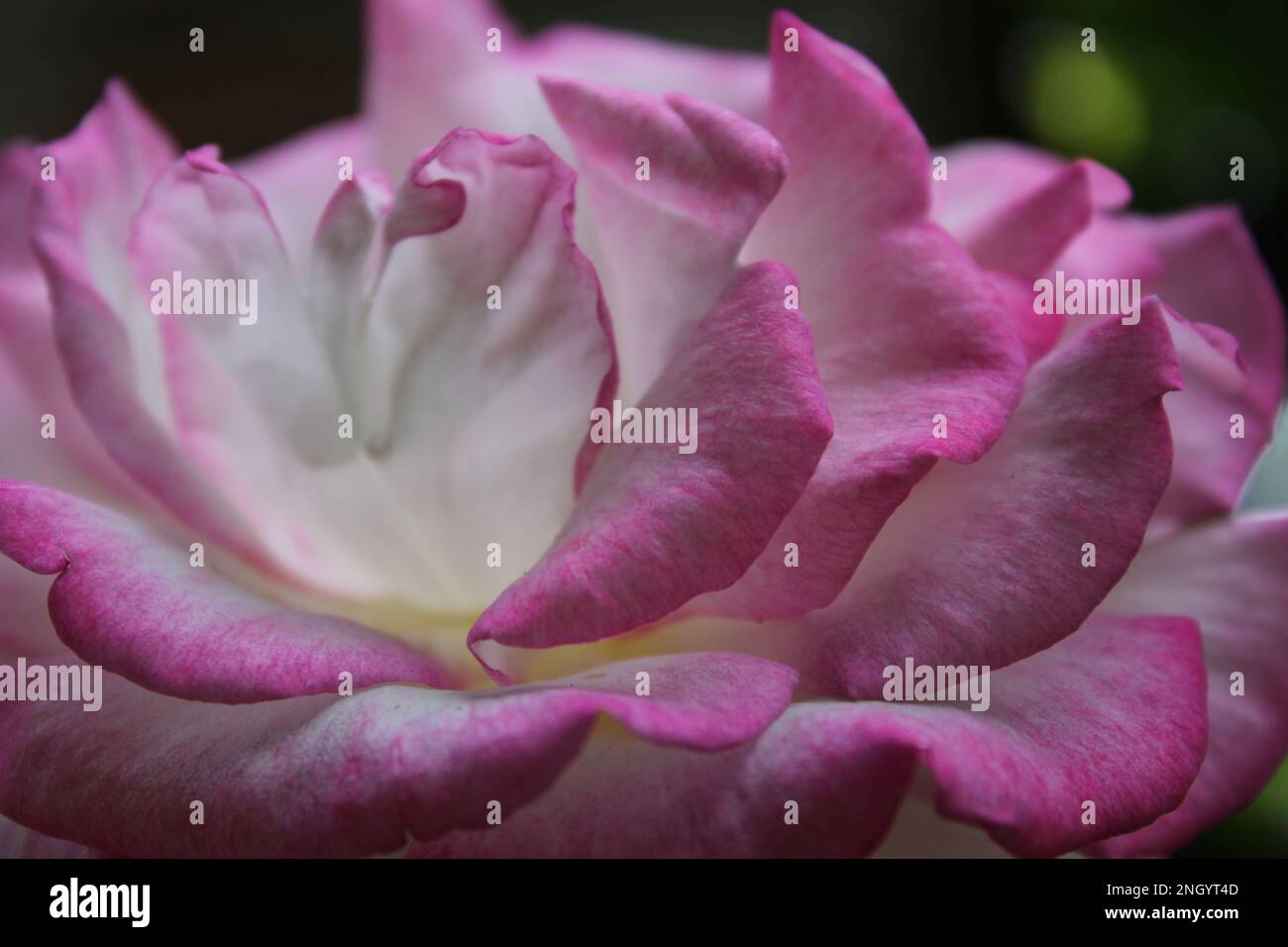 Pink and white rose in bloom in the Valley Gardens in Harrogate in ...