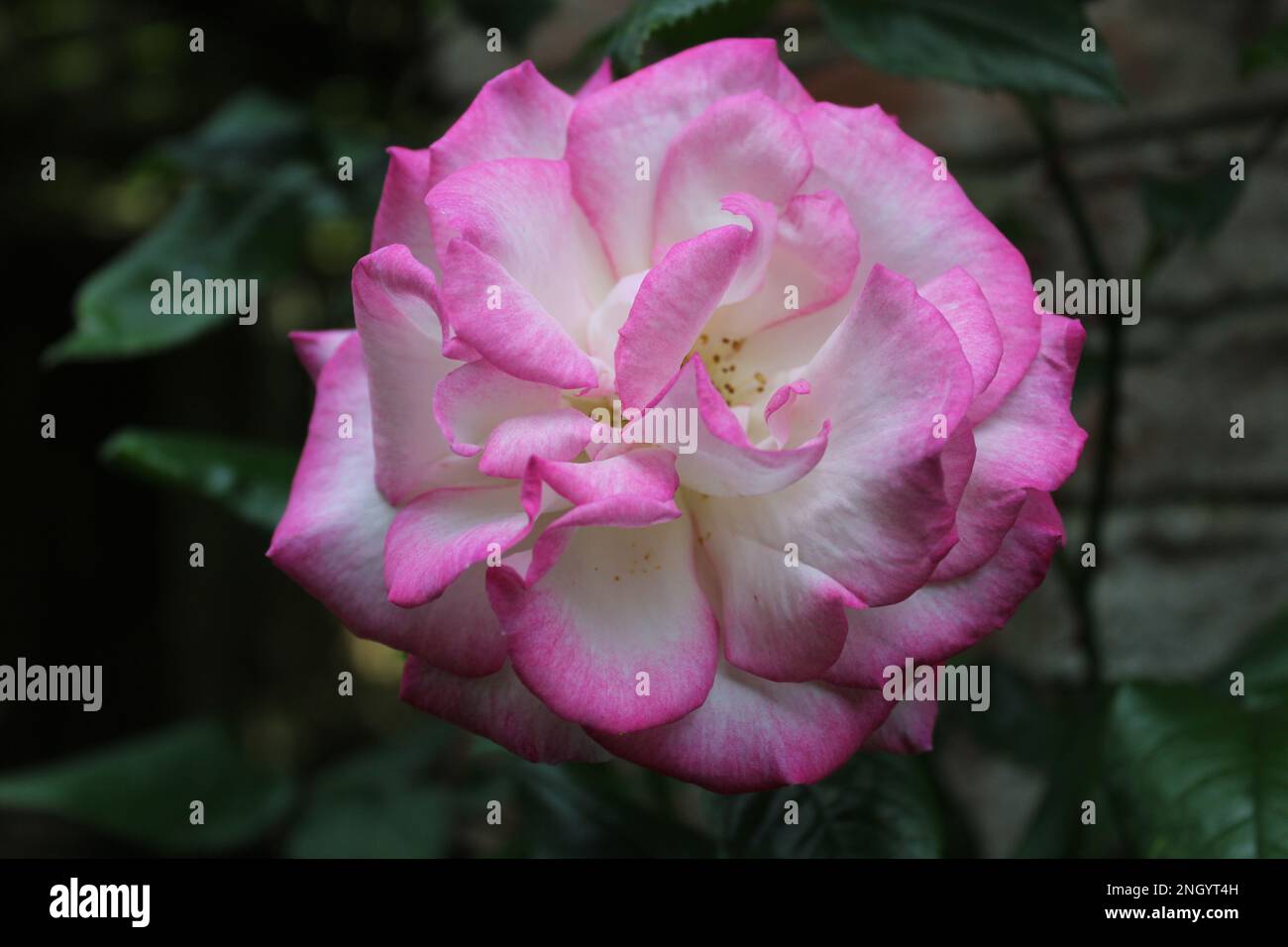 Pink and white rose in bloom in the Valley Gardens in Harrogate in ...
