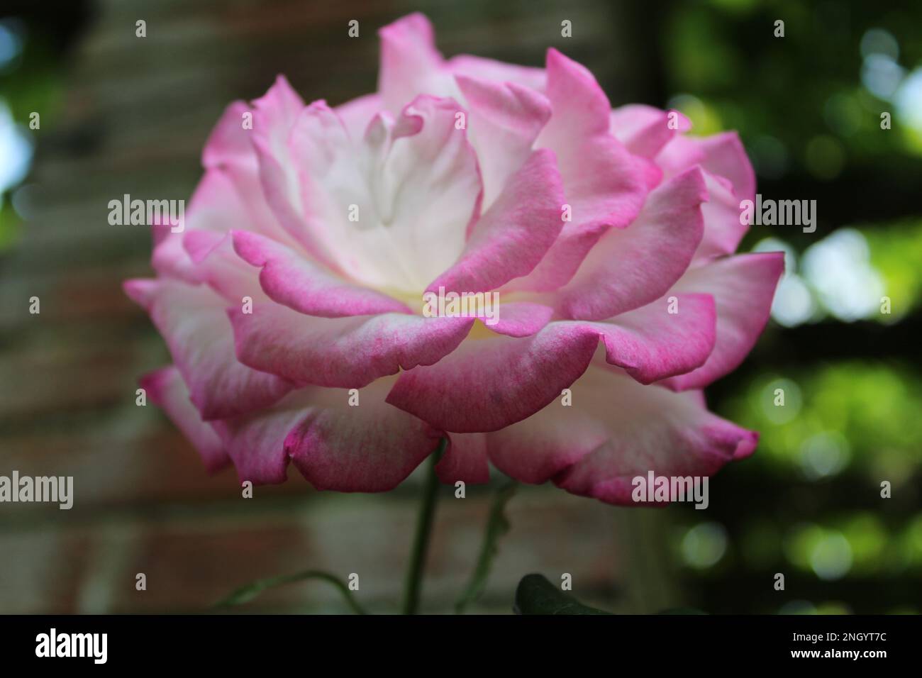 Pink and white rose in bloom in the Valley Gardens in Harrogate in ...