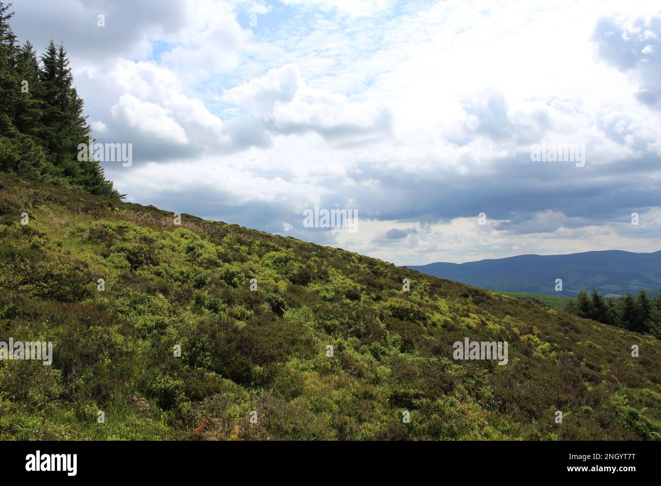 Green Heathland in summer in the Scottish Borders near Peebles -Tweed ...