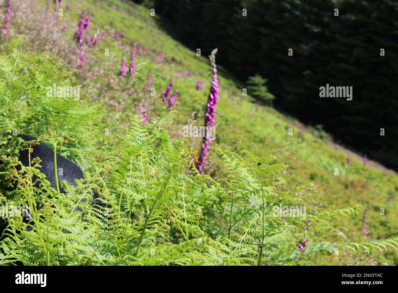 Purple foxglove in a hillside field full of bracken blooming in summer ...