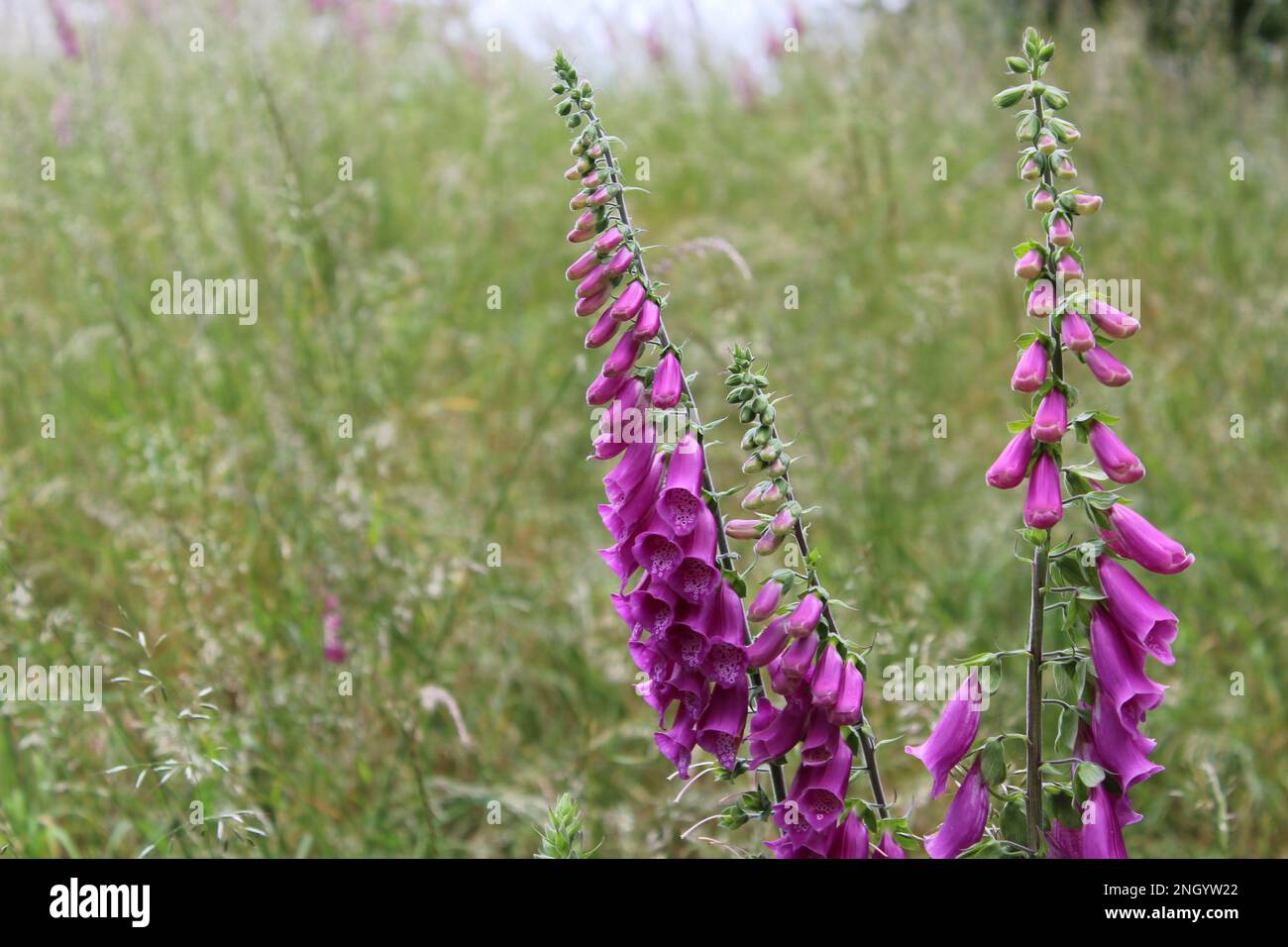 Purple foxgloves (digitalis purpurea) blooming in overgrown wild meadow ...