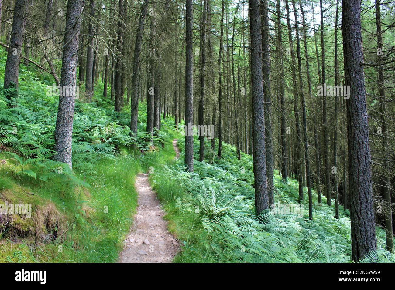 Walking trail, path or hiking trail through lush green woodland floor ...