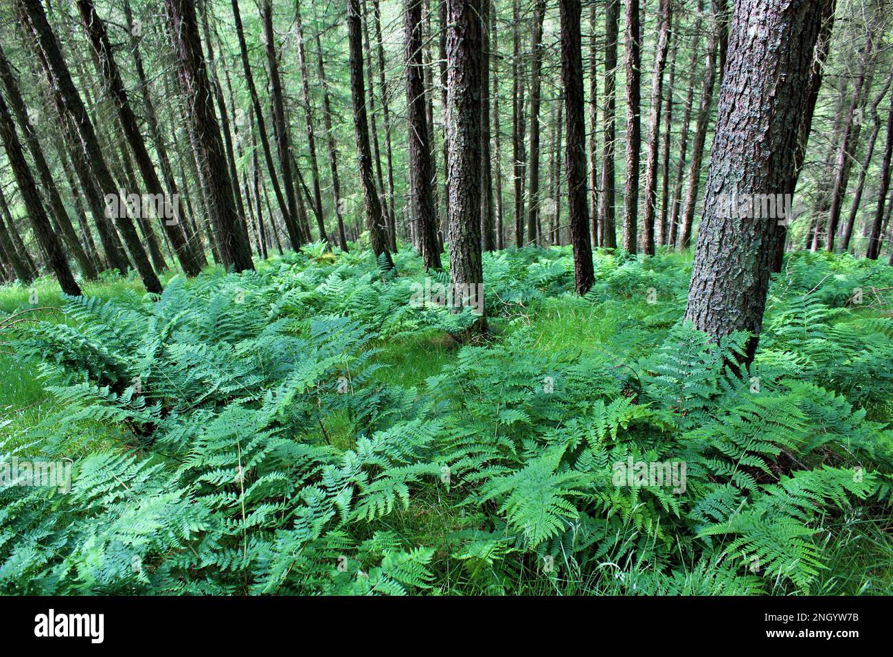 Lush plantations scotland hi-res stock photography and images - Alamy