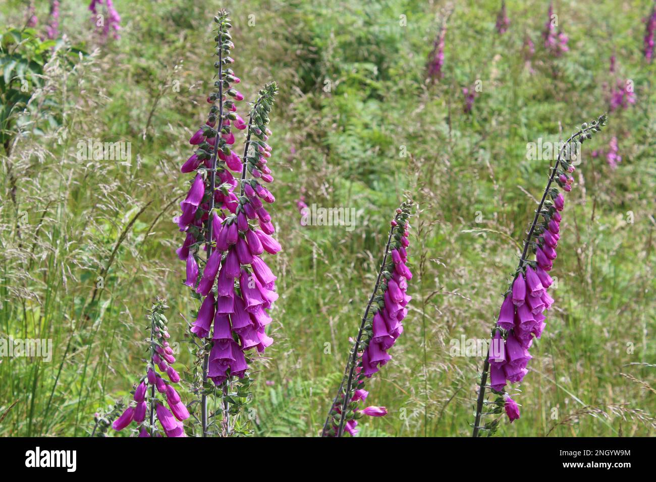 Purple foxgloves (digitalis purpurea) blooming in overgrown wild meadow ...