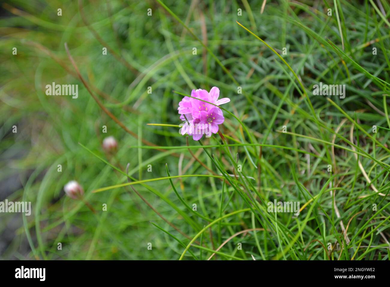 Isolated pink armeria flower hi-res stock photography and images - Alamy