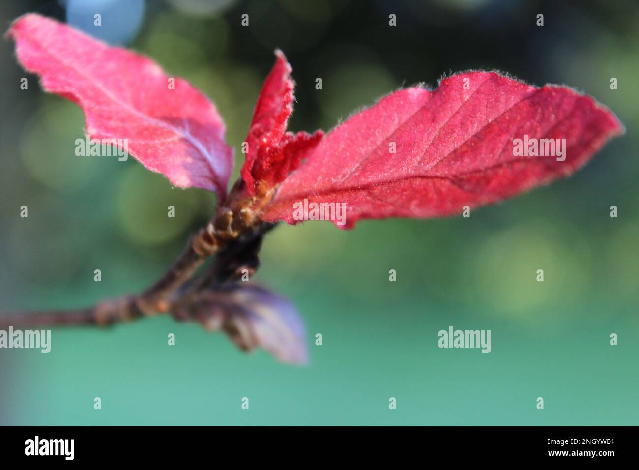 Young newly sprouted copper beech tree (Fagus sylvatica atropurpurea ...