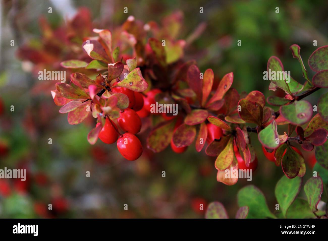 Red berries in fall on push with leaves changing from green to red ...