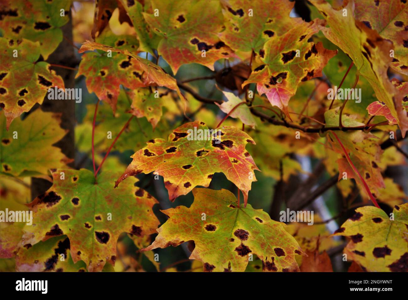 Maple leaves infected with tar spot seen in fall. (Maritimes, Canada ...