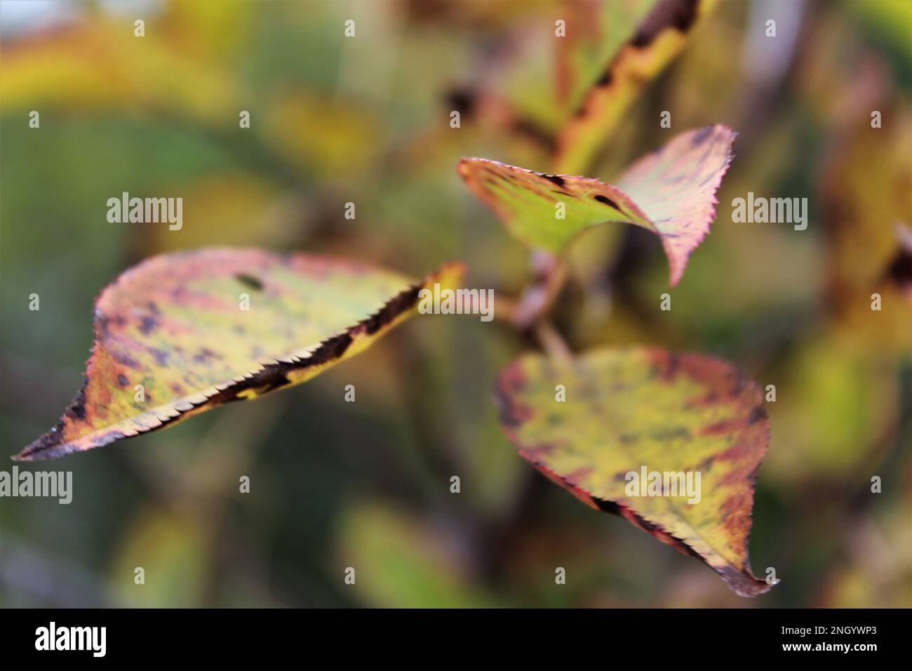 Fall or autumn autumnal leaf background wallpaper or screensaver Stock ...