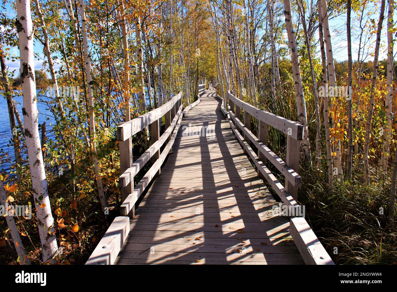 Centered wooden walkway over water framed on both sides by young white ...