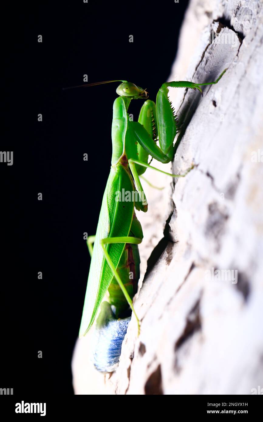 Pregnant insect hi-res stock photography and images - Alamy