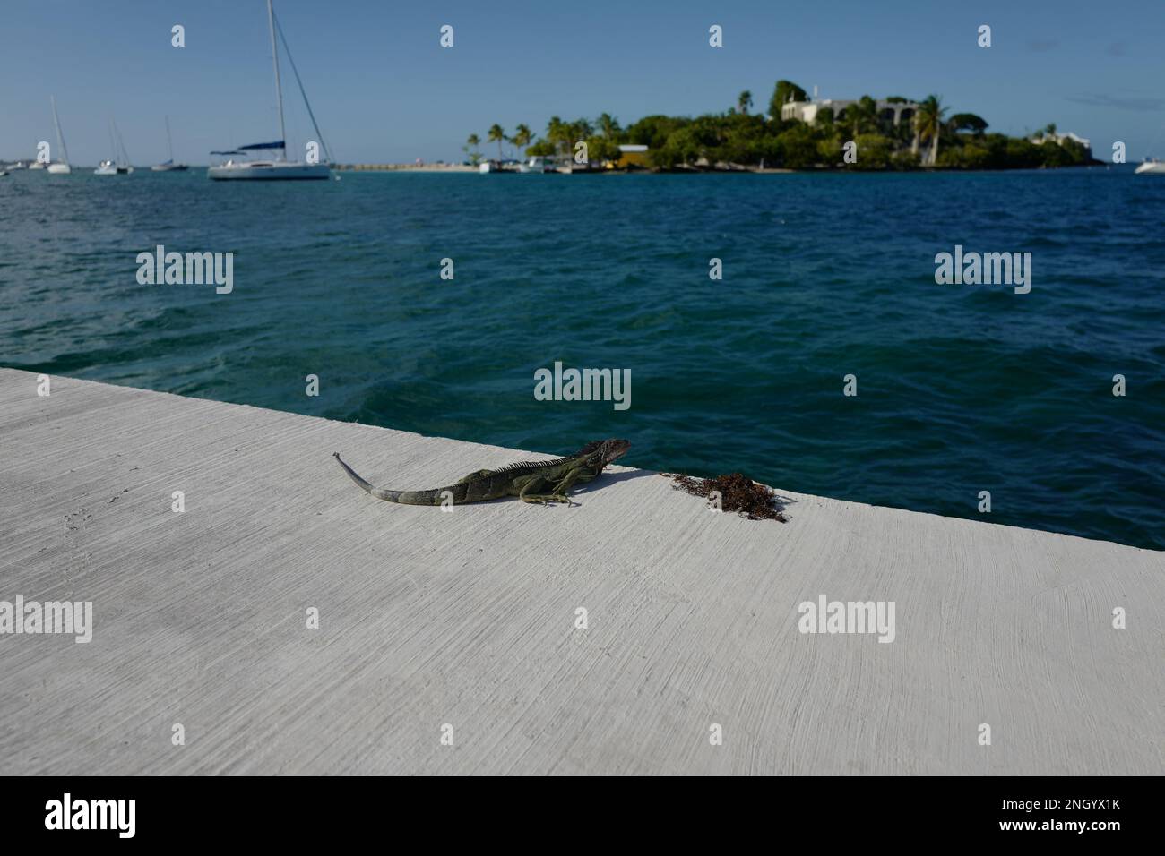 Harbor of Christiansted on St. Croix in the Virign Islands Stock Photo ...