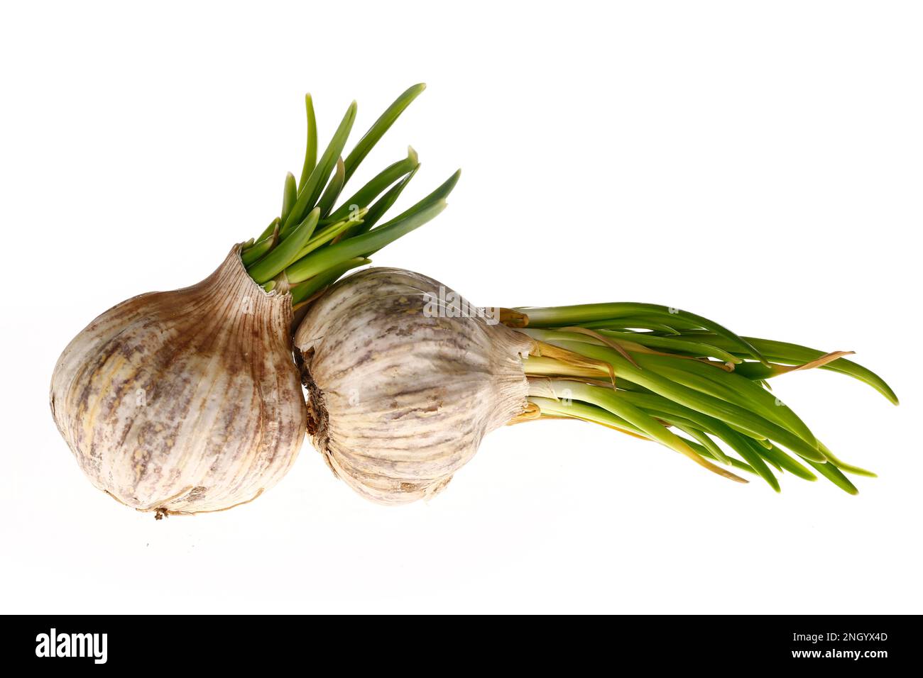 Germination of garlic cut in on a white background, close-up pictures ...