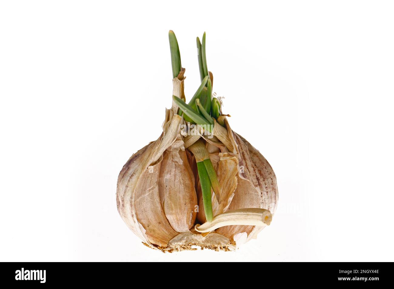 Germination of garlic cut in on a white background, close-up pictures ...