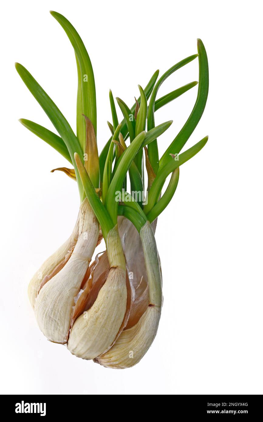 Germination of garlic cut in on a white background, close-up pictures ...
