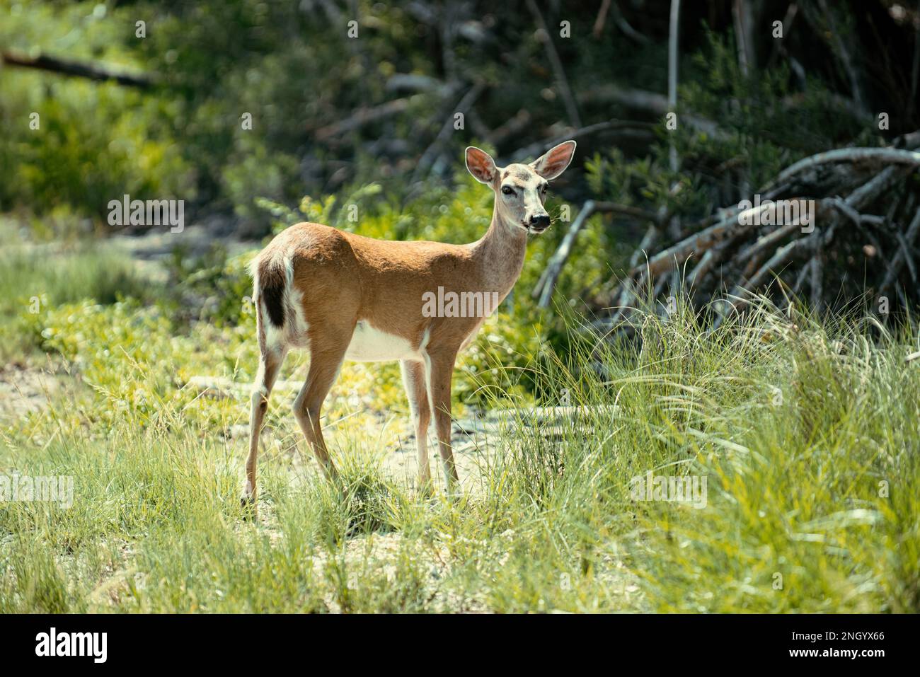 Wild animals concept. White-tailed Deer Fawn. Bambi. Young roe deer ...