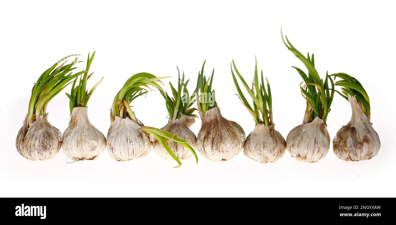 Germination of garlic cut in on a white background, close-up pictures ...
