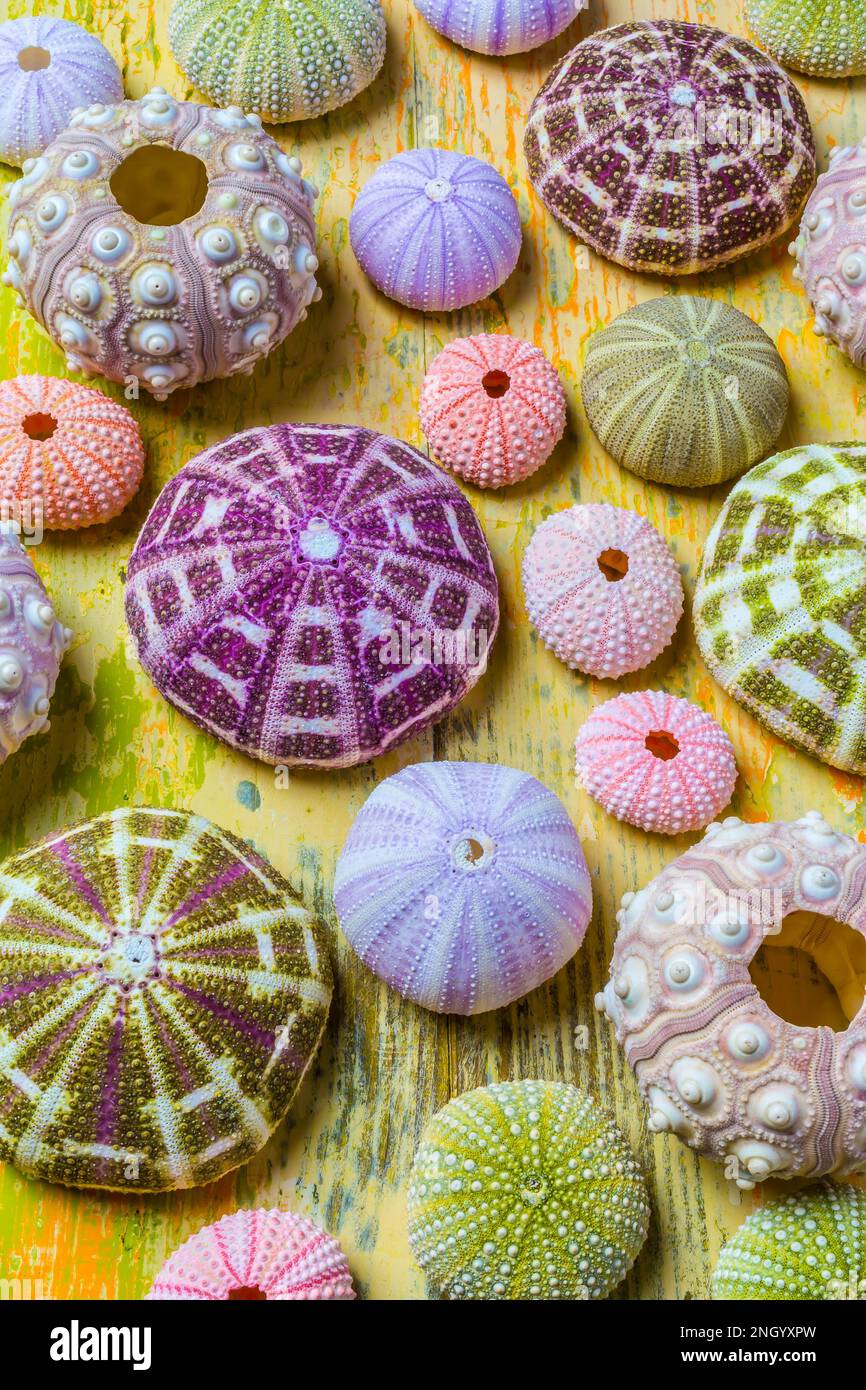 Urchin photos hi-res stock photography and images - Alamy