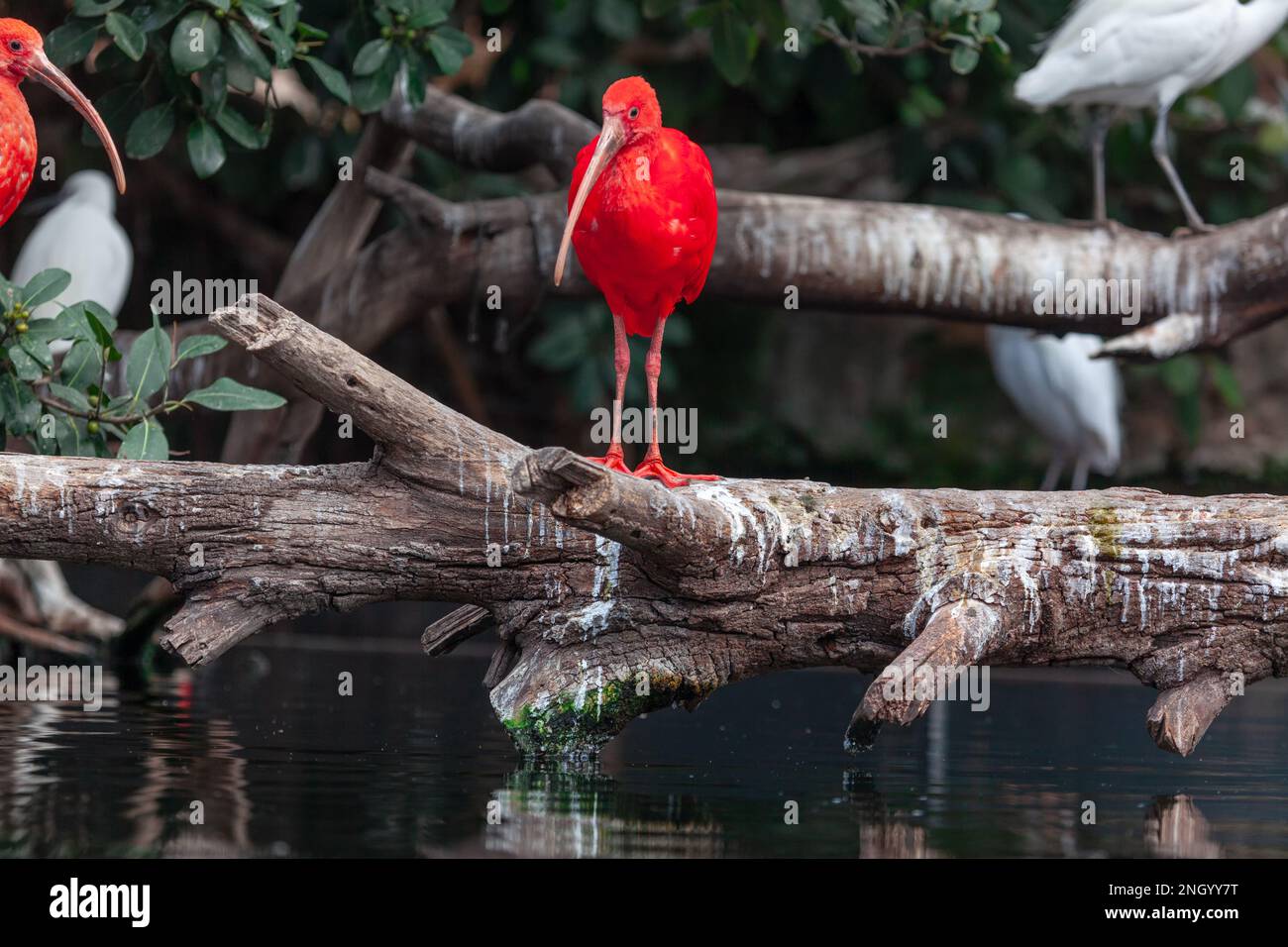 Ibis birds habitat . Wild nature with exotic birds Stock Photo - Alamy