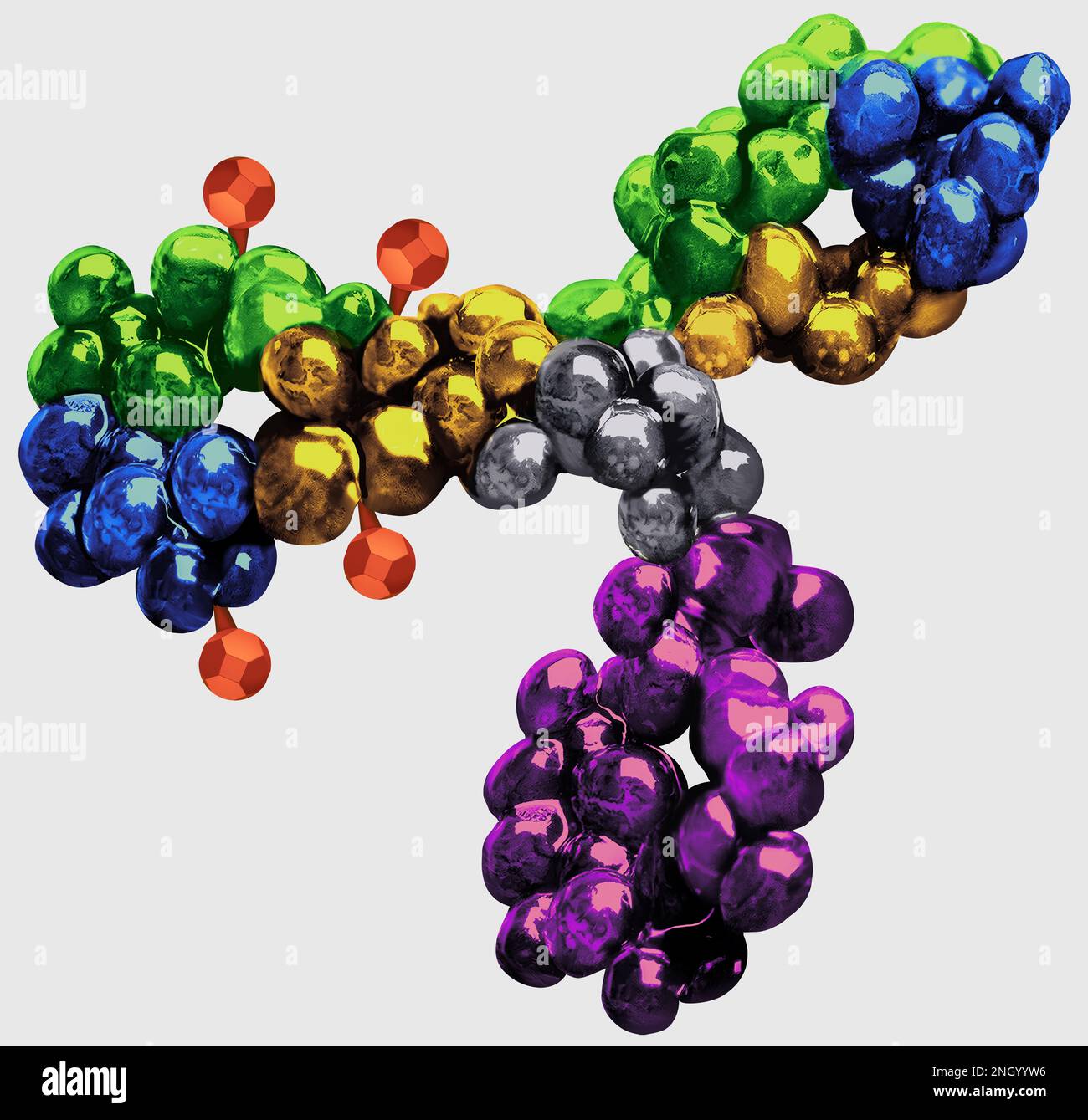 antibody with drug payload on the upper chains Stock Photo - Alamy