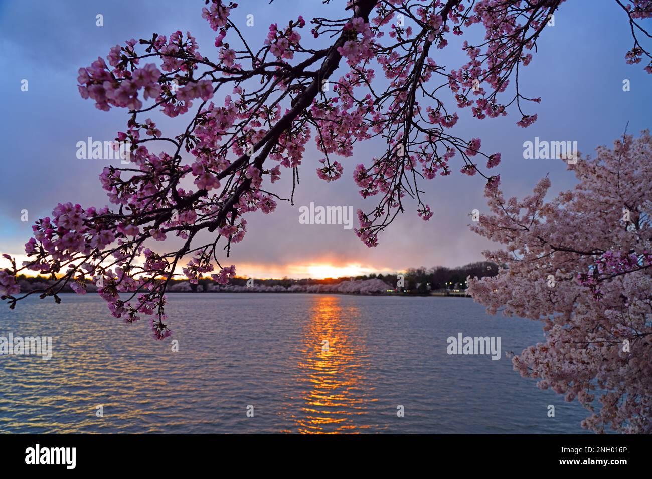 Sunset over cherry blossoms of a sakura cherry prunus tree in spring in ...