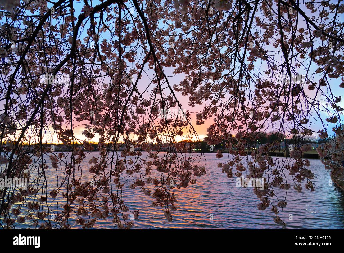 Sunset over cherry blossoms of a sakura cherry prunus tree in spring in ...