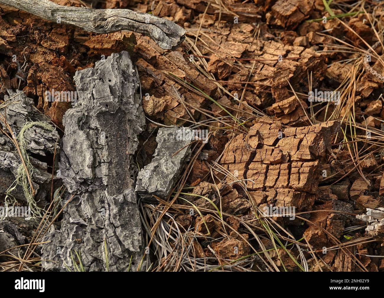 Monterey Peninsula, CA., USA - 2nd February,2023 - Graphic landscape ...