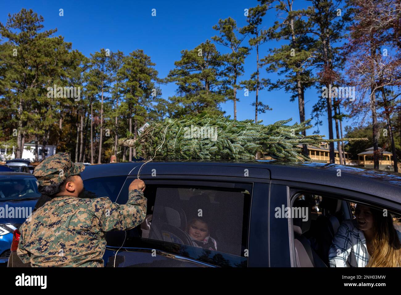 U.S. Marine Corps Lance Cpl. Ramirez ties down a tree to a vehicle ...