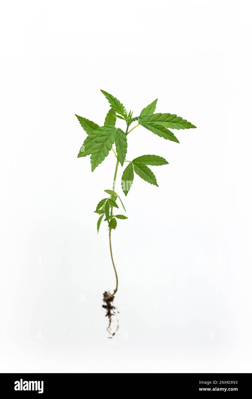 Young cannabis plant with root on white Stock Photo - Alamy