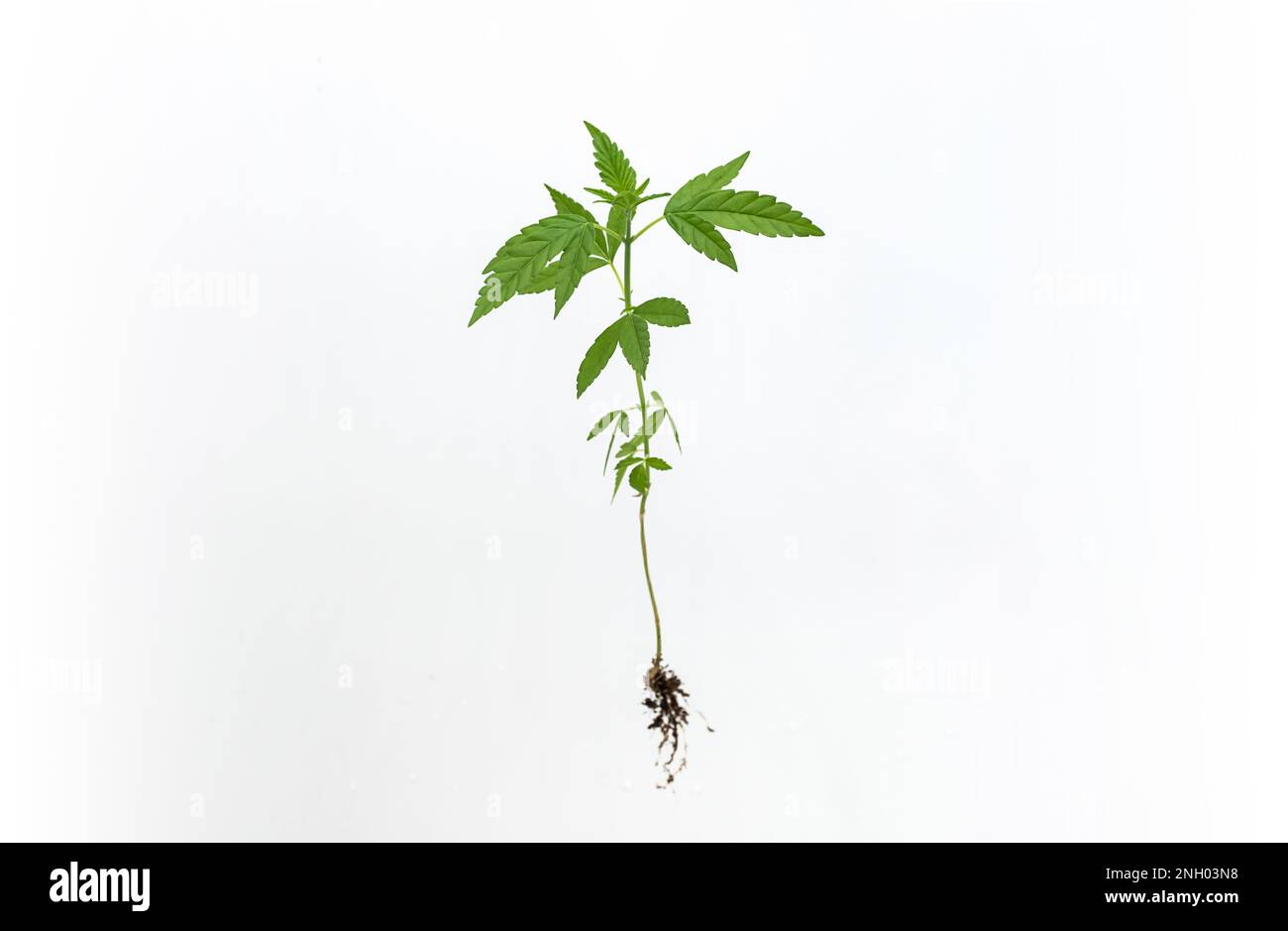 Young cannabis plant with root on white Stock Photo - Alamy