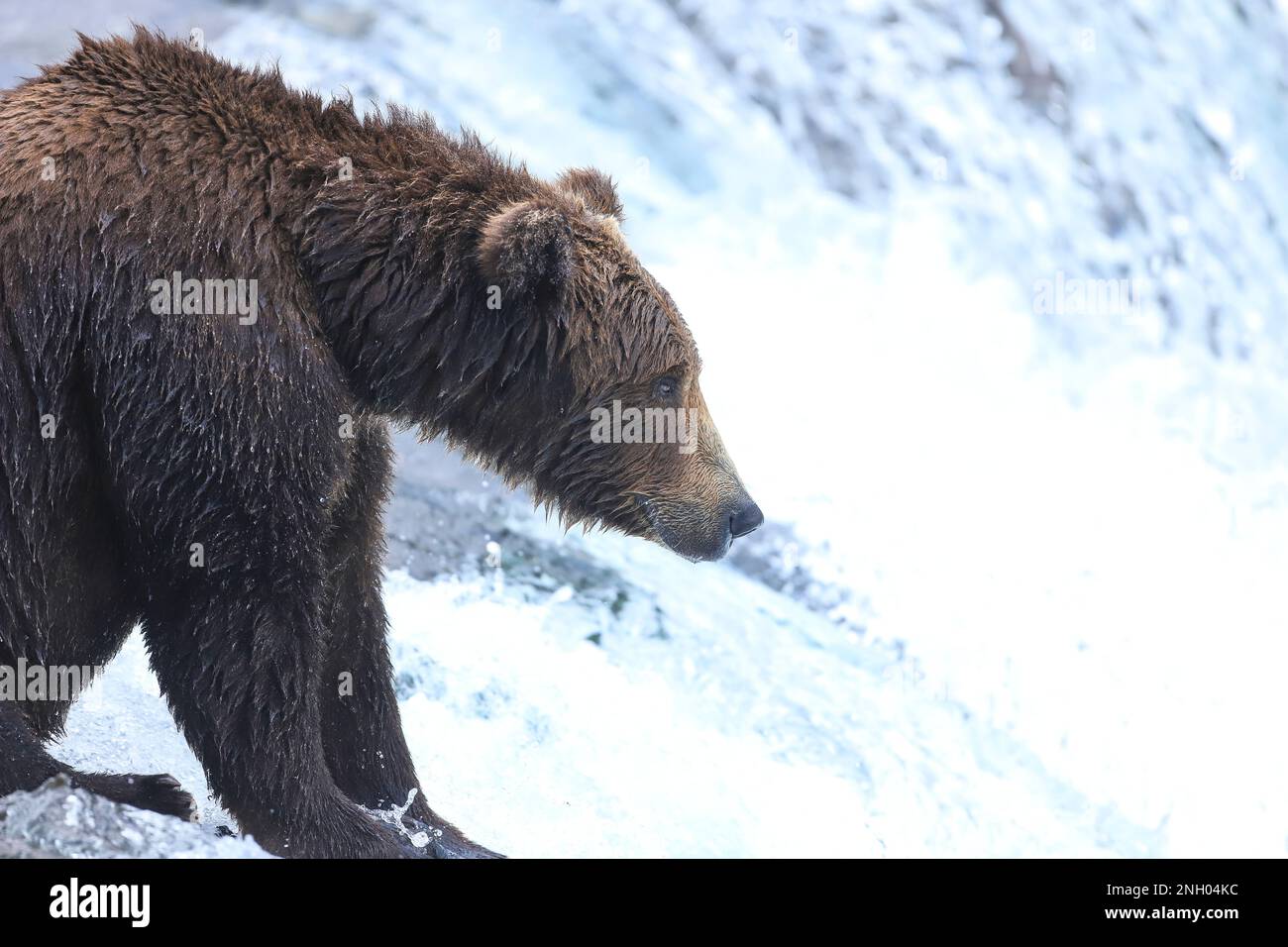 Brooks brown hi-res stock photography and images - Alamy