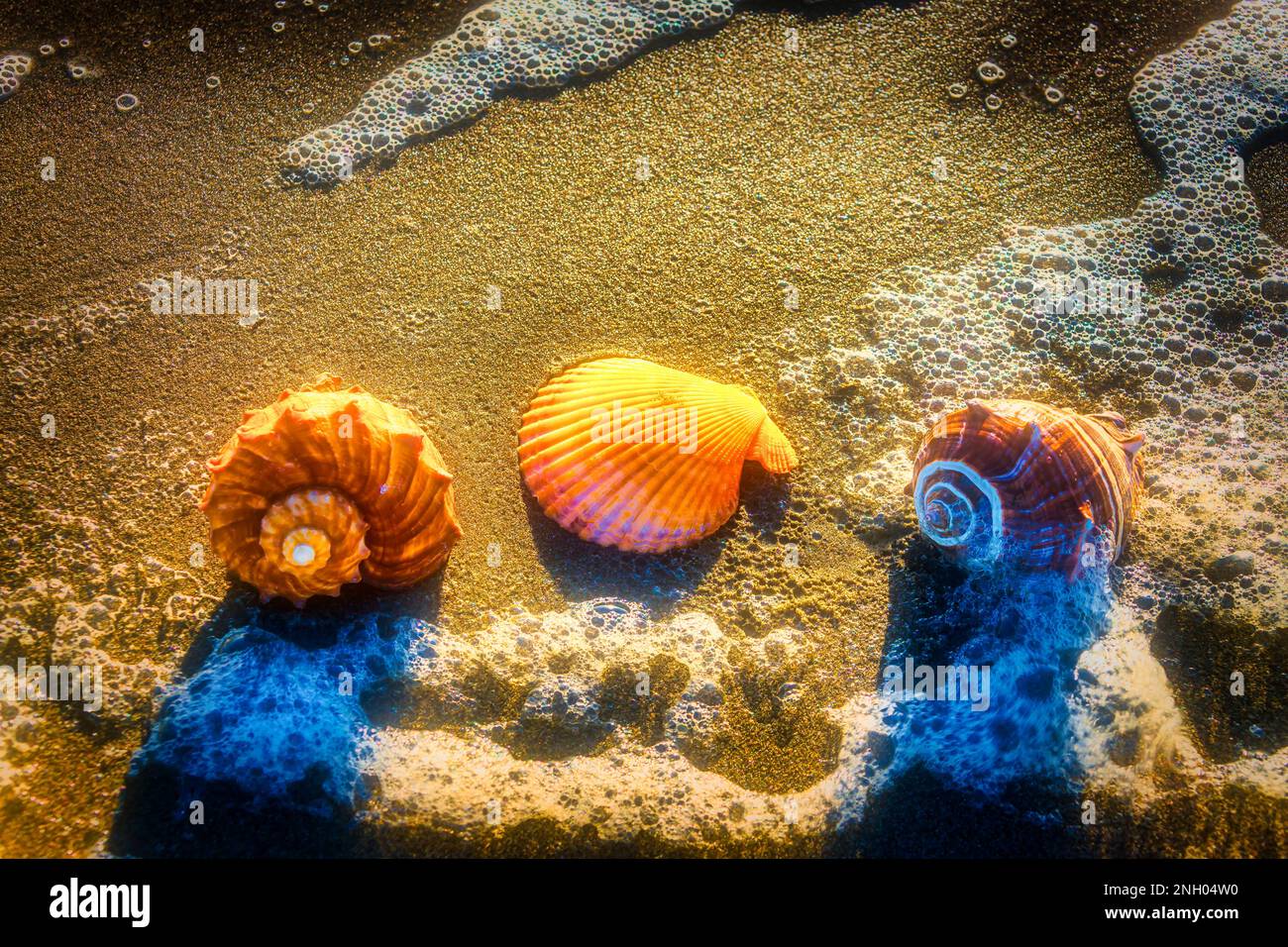 Seashells At The Sea Shore Stock Photo - Alamy