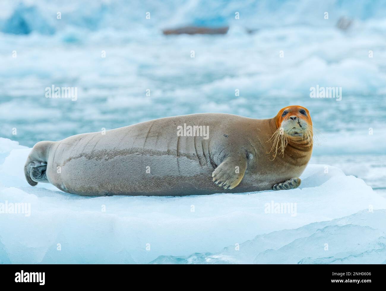 Bearded Seal Lounging on an Iceberg at Lilliehookfjorden in the ...