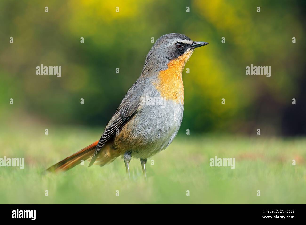 A colorful Cape robin-chat (Cossypha caffra) perched on the ground ...