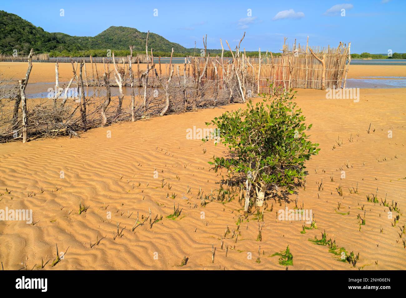 Traditional Tsonga fish trap built in the Kosi Bay estuary, Tongaland ...