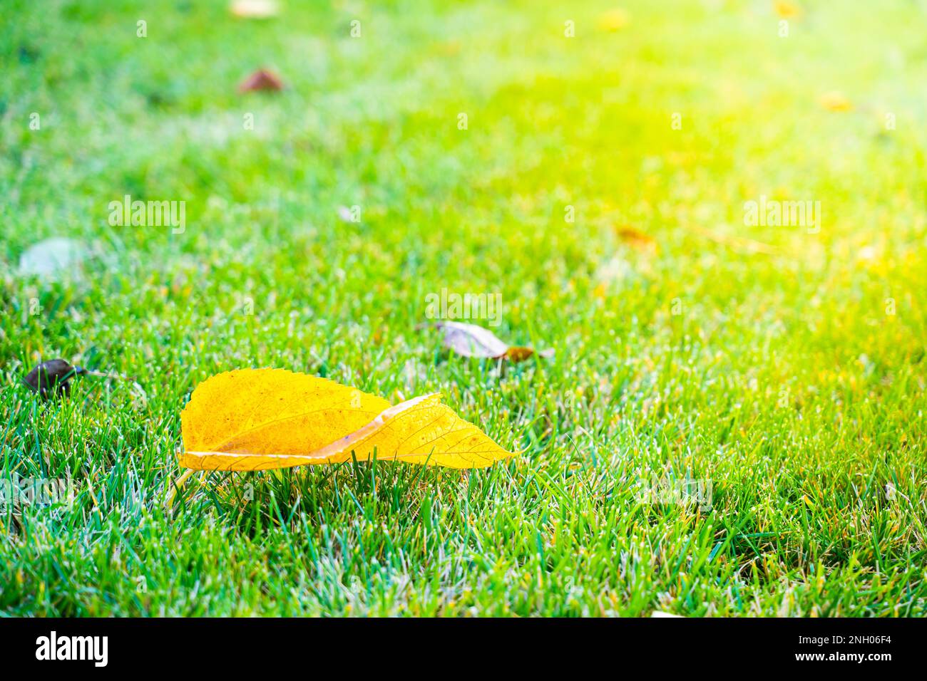 A dry fallen leaf lies in a green saturated grass close-up on a blurred ...