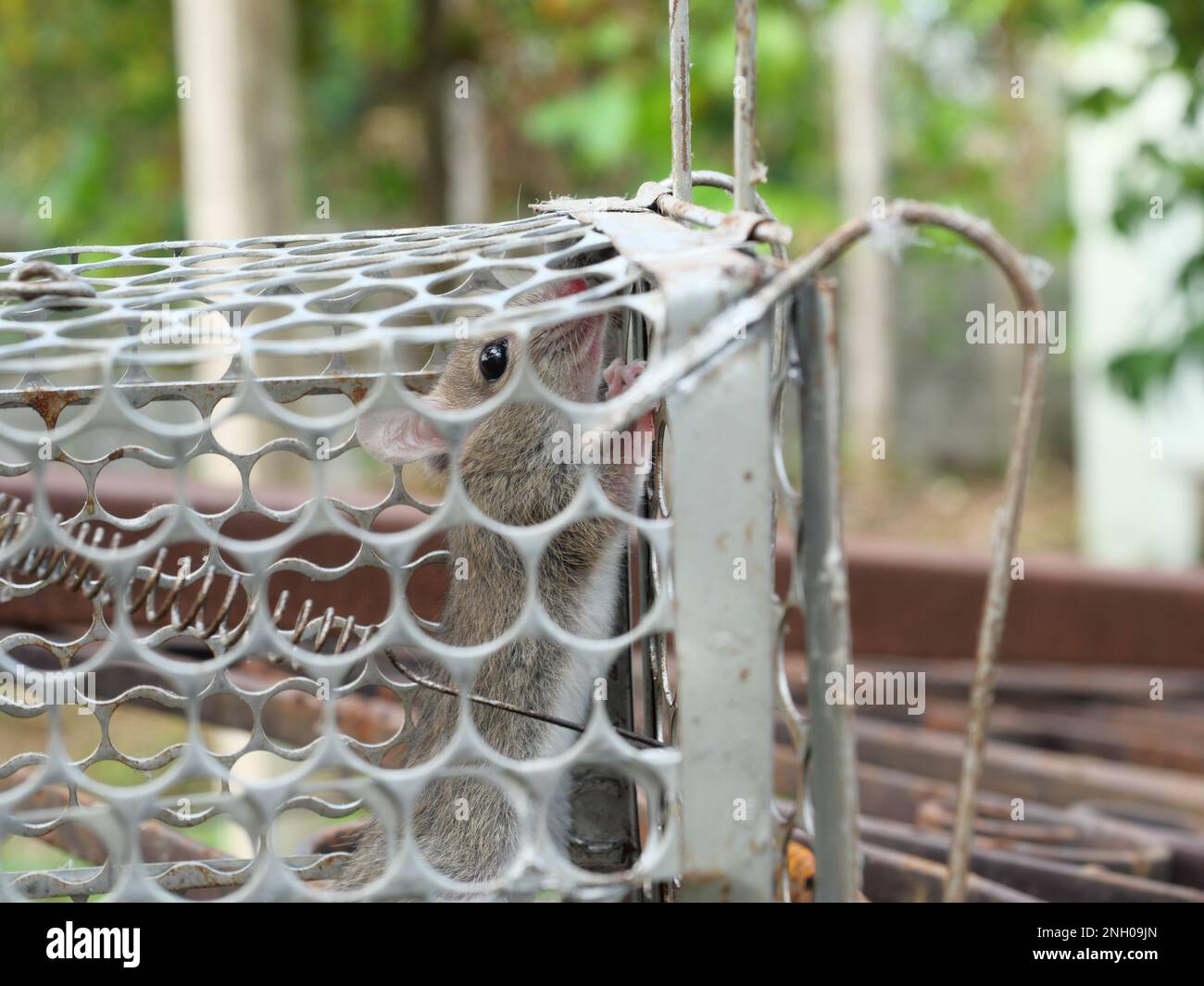 Rat in cage mousetrap, Mouse finding a way out of being confined ...