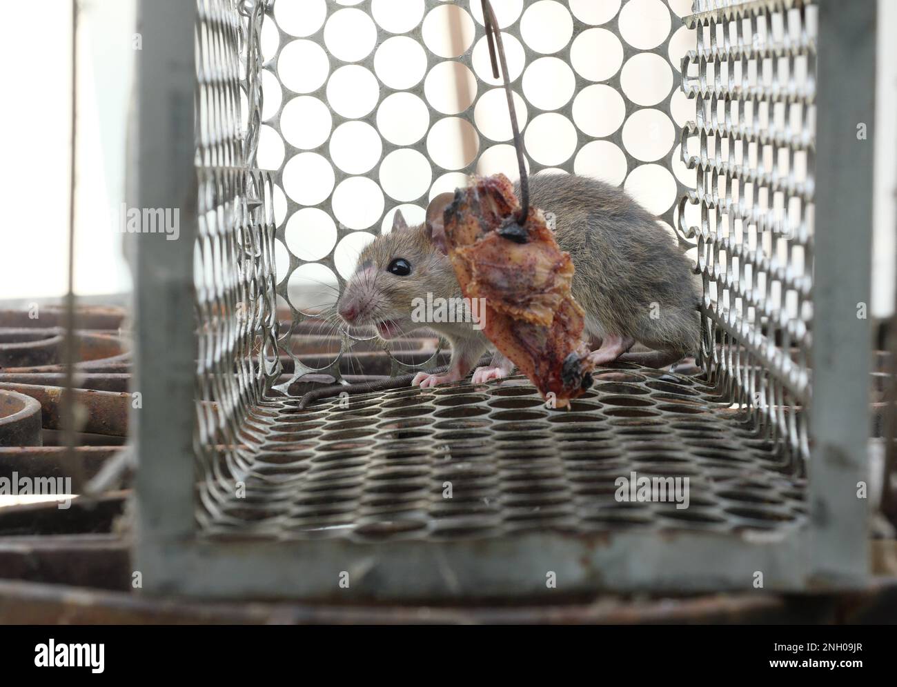 Rat in cage mousetrap on white background, Mouse finding a way out of ...