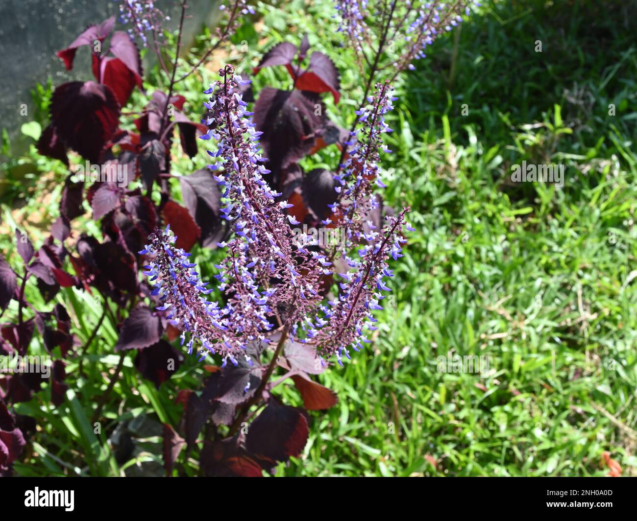 Coleus red plant hi-res stock photography and images - Alamy