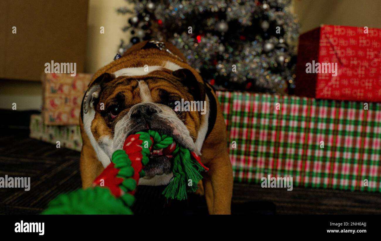 U.S Marine Corps Cpl. Manny, the mascot of Marine Corps Recruit Depot ...